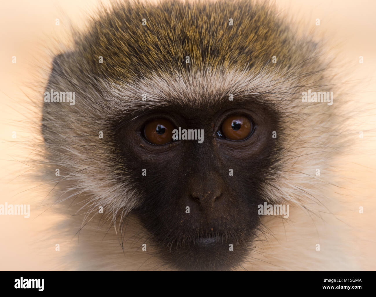 Portrait of a Monkey Stock Photo - Alamy