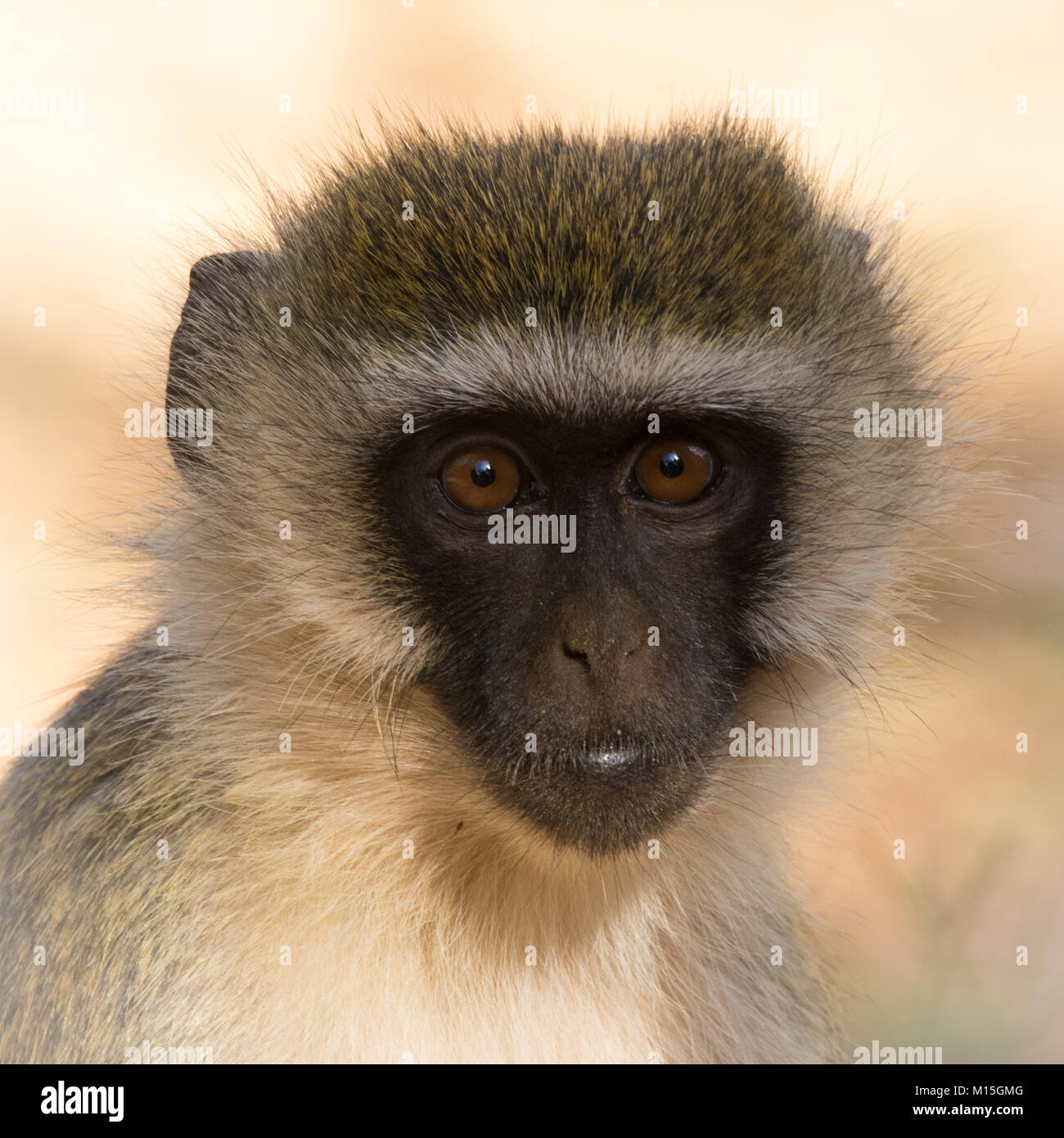 Portrait of a Monkey Stock Photo - Alamy