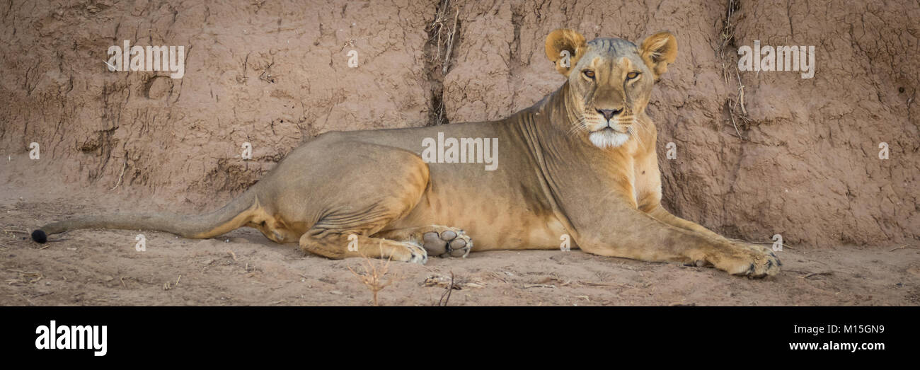 A lioness, awakening from a nap, scans the surroundings Stock Photo - Alamy