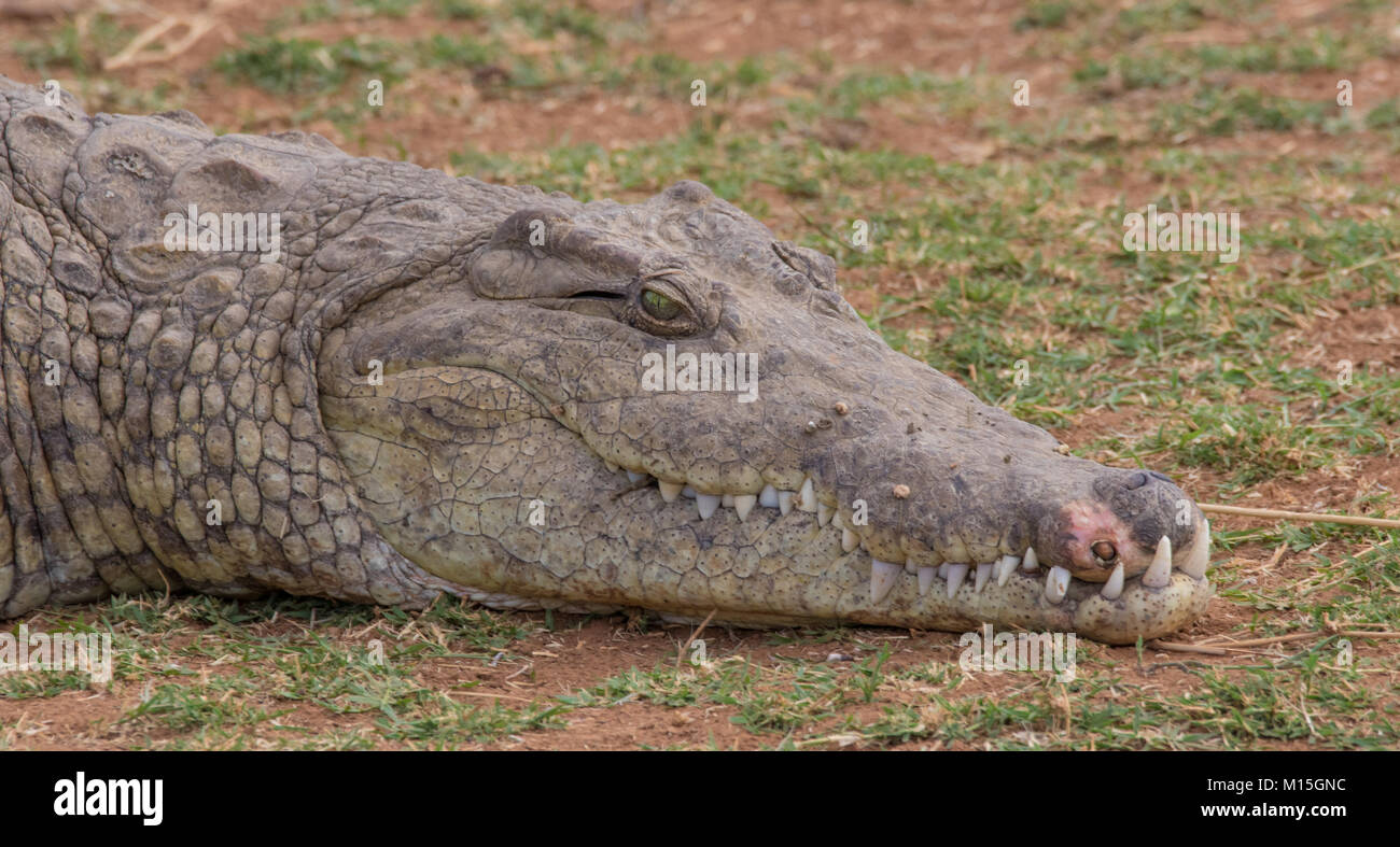 Battle scars hi-res stock photography and images - Alamy