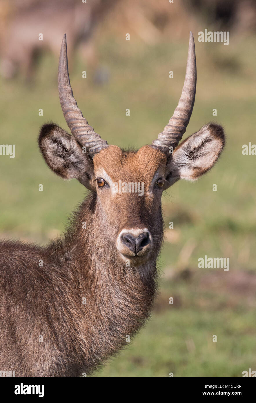 Portrait of the Waterbuck Stock Photo - Alamy