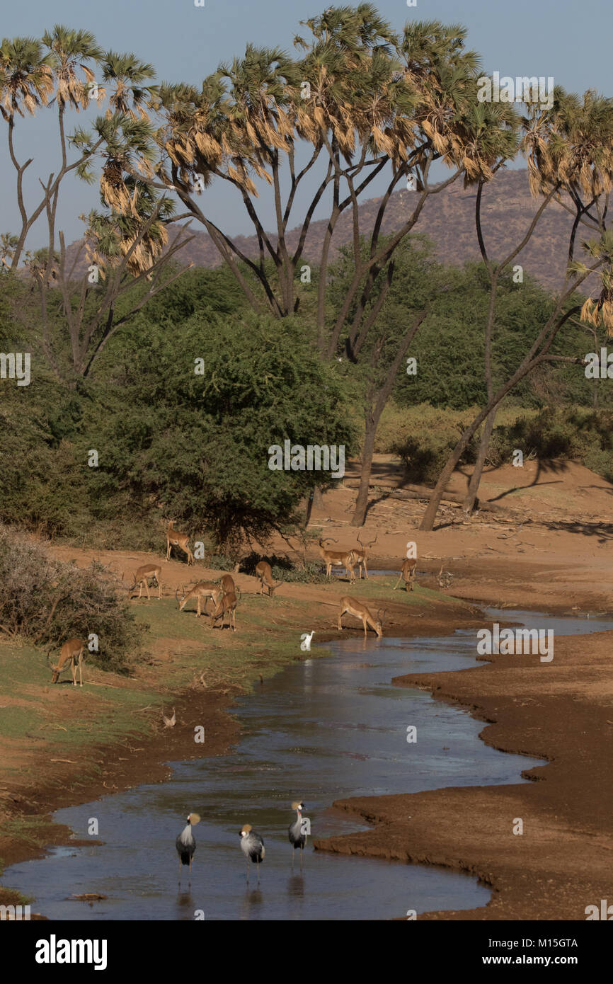 Buffalo springs hi-res stock photography and images - Alamy