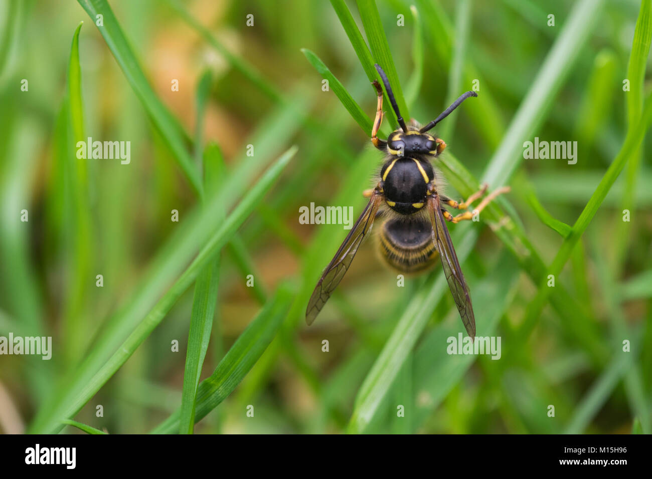 close up of a Wasp trying to climb a blade of grass Stock Photo - Alamy