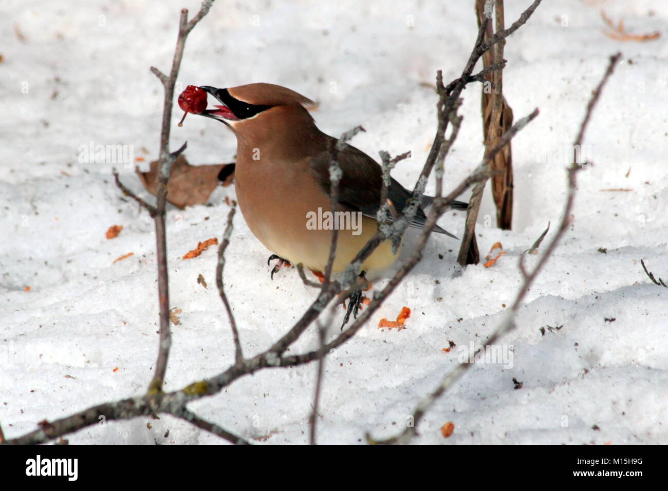 An individual Cedar Waxwing from a flock that showed up in March to ...