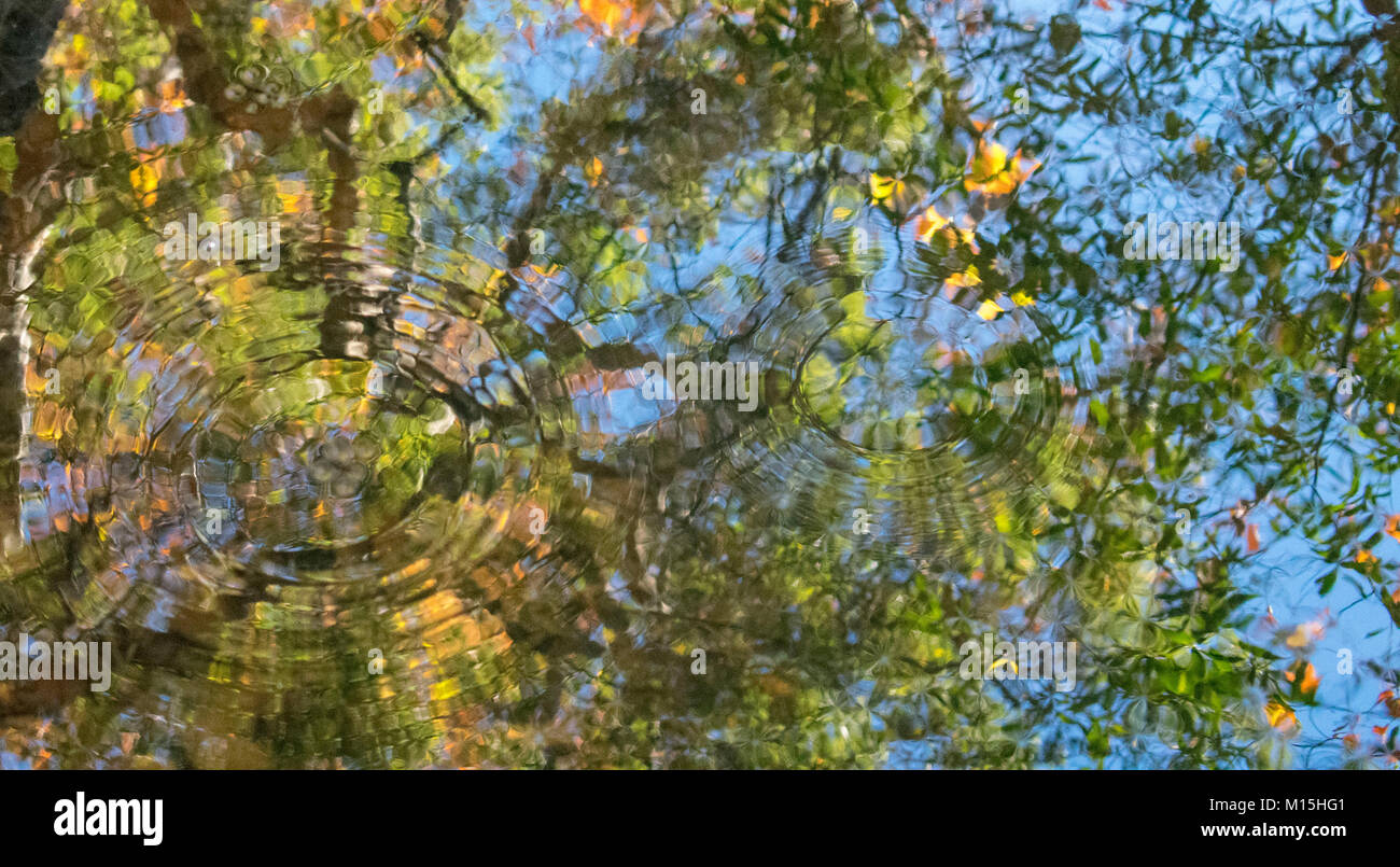 Trees reflecting in a stream Stock Photo - Alamy