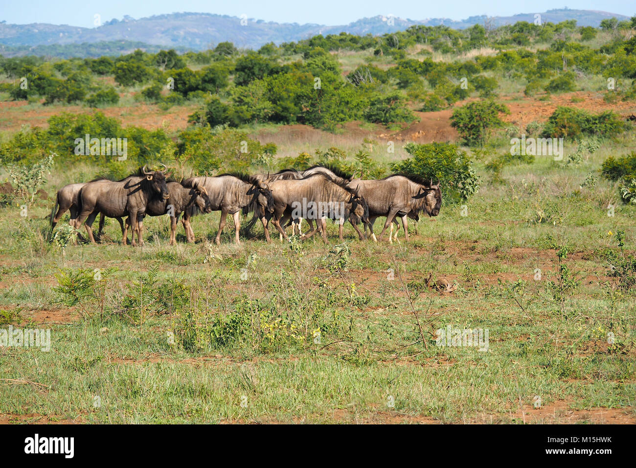 Veld hi-res stock photography and images - Alamy