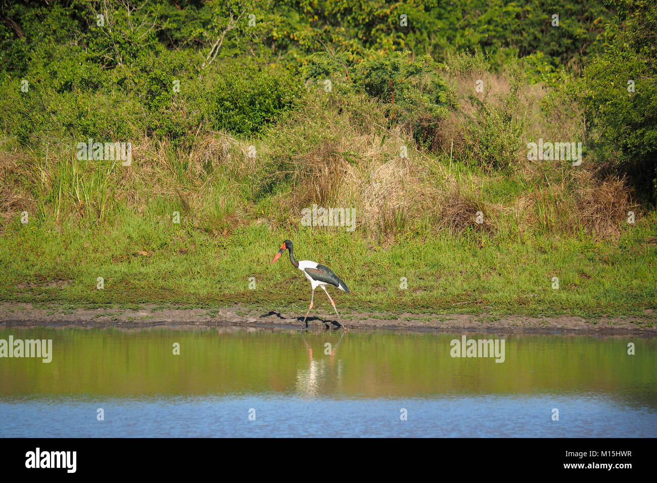 Saddle billed stork in bush hi-res stock photography and images - Alamy