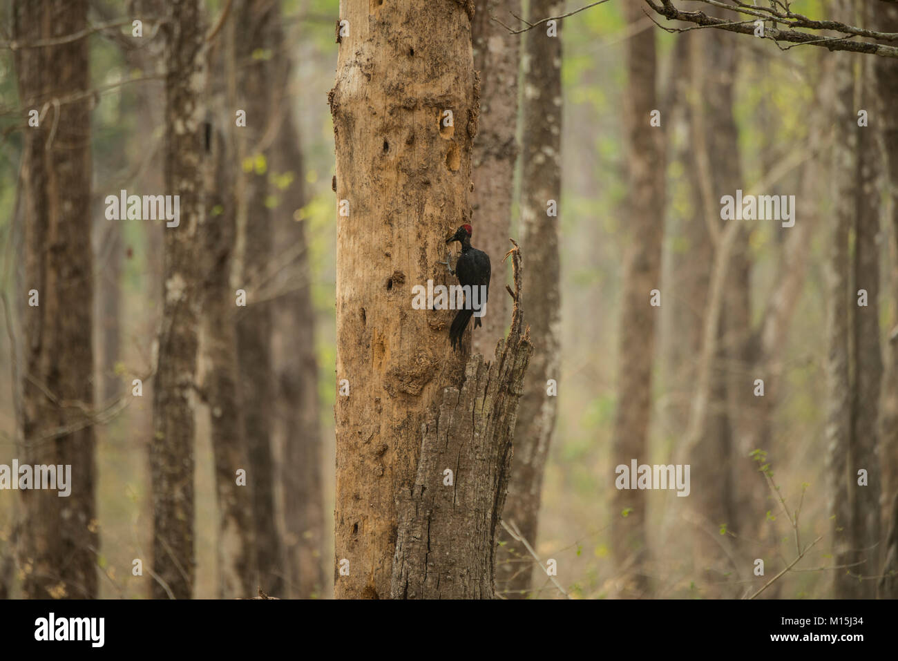 A White bellied Woodpecker pecks away at a tree searching for termites ...