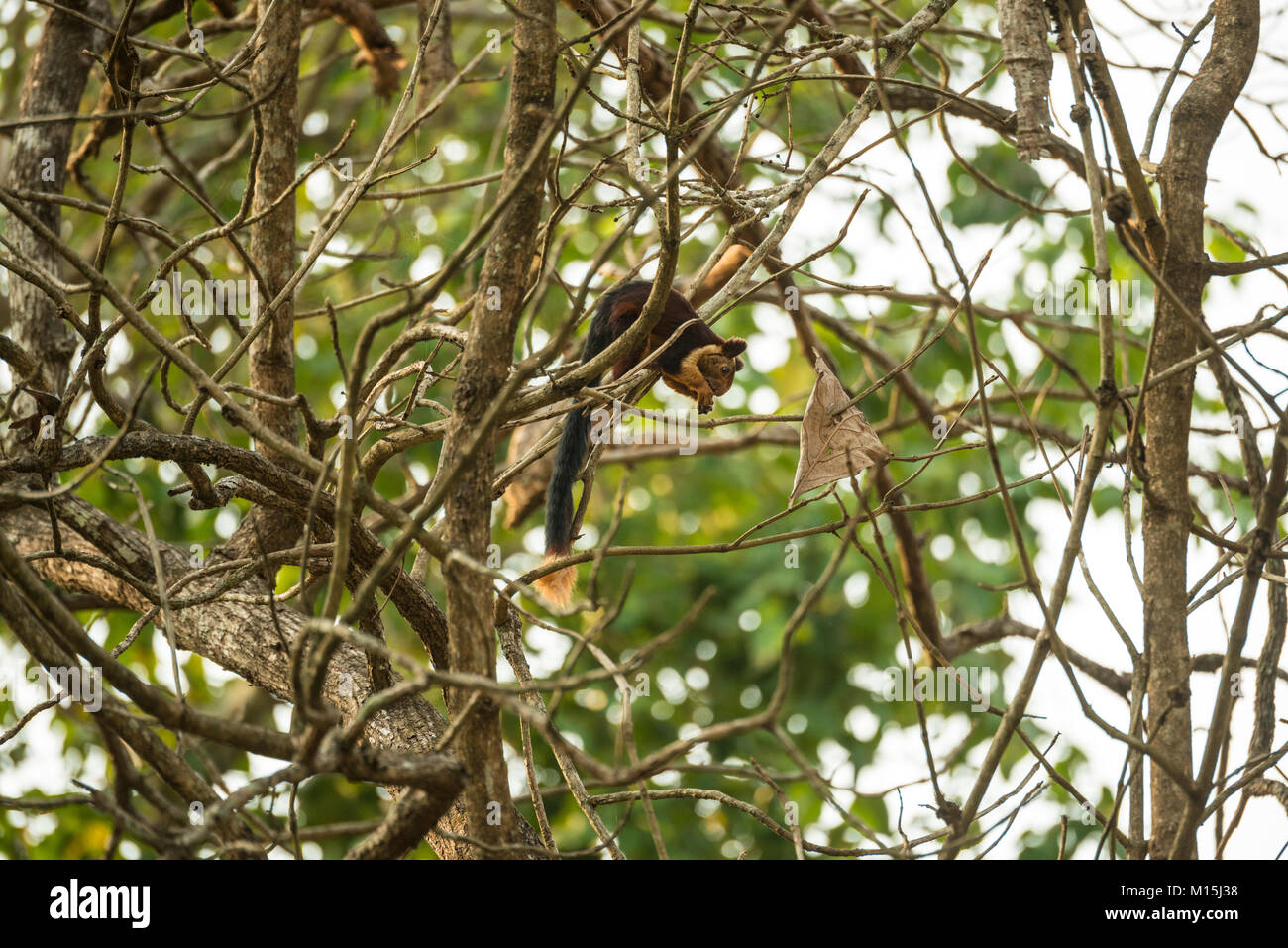 The Indian giant squirrel, or Malabar giant squirrel, feeding on a tree ...