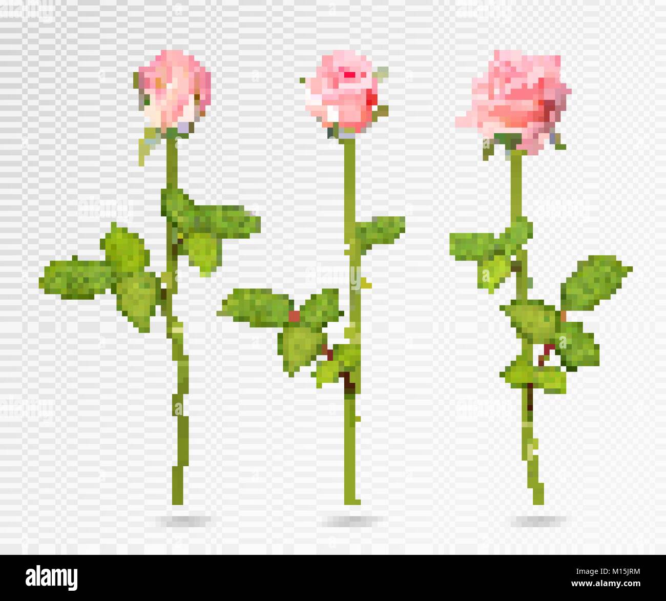 Realistic vector pink rose set. Three 3d roses on transparent ...