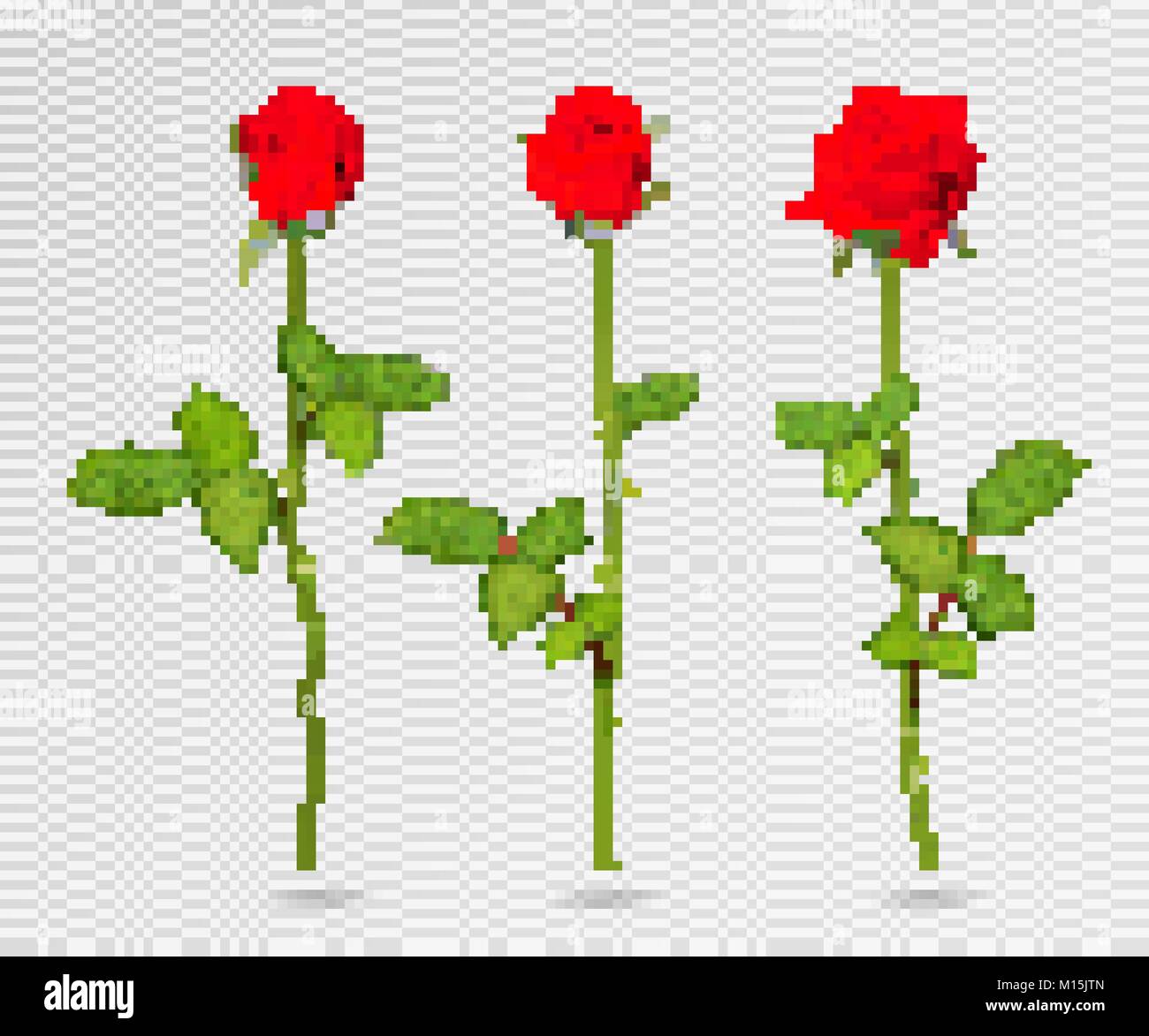 Vector set of red rose flower. 3d roses isolated on transparent, vector ...