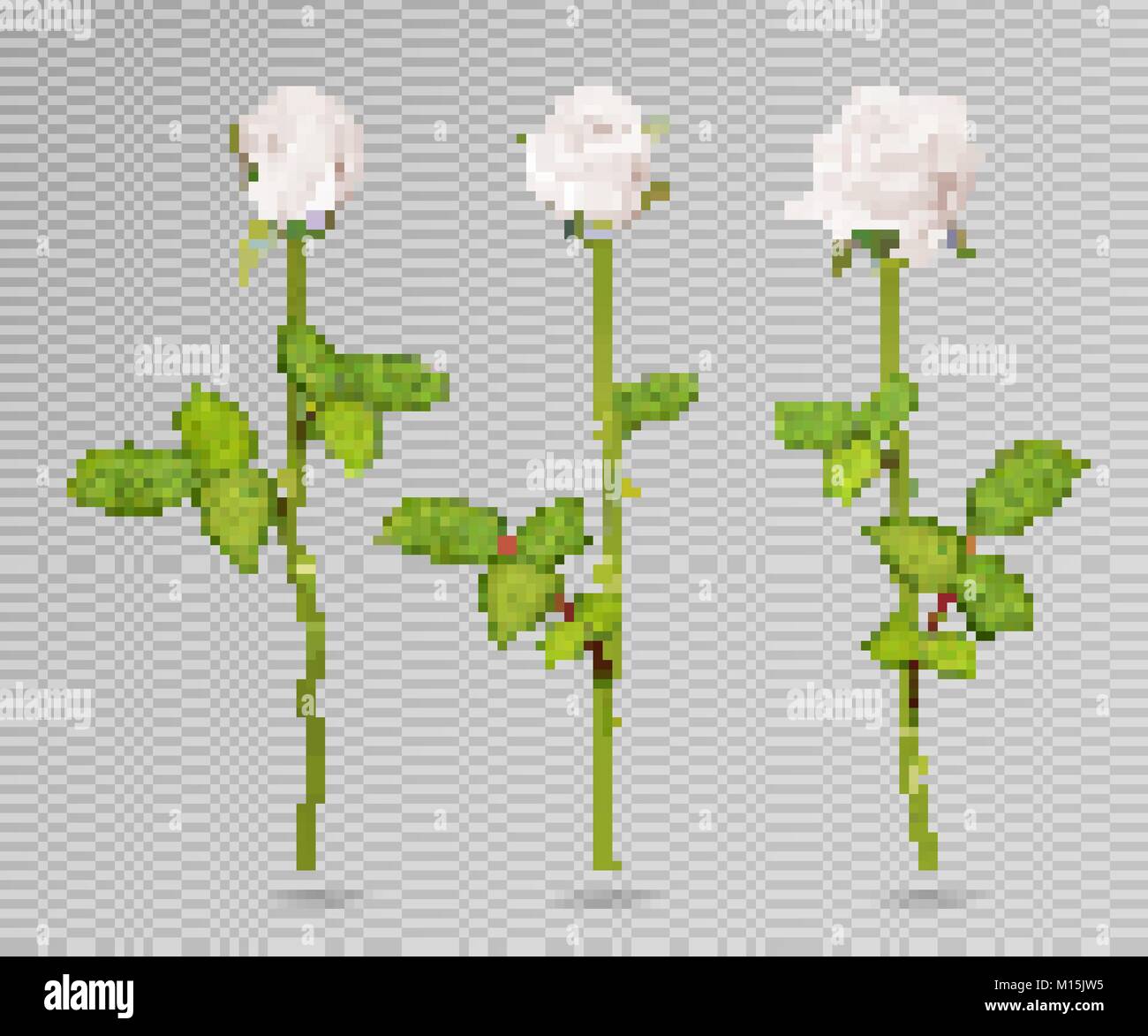 Realistic vector white rose set. Three 3d roses on transparent ...