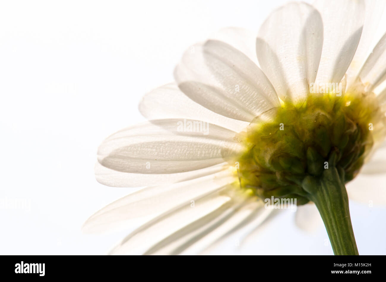 detail of white daisy on white background Stock Photo - Alamy