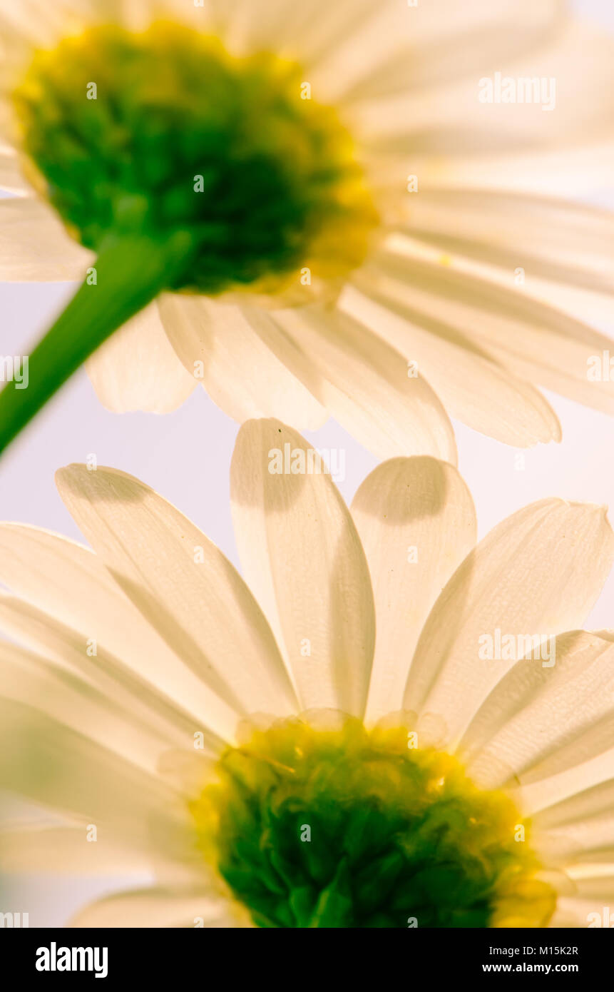detail of white daisy on white background Stock Photo - Alamy