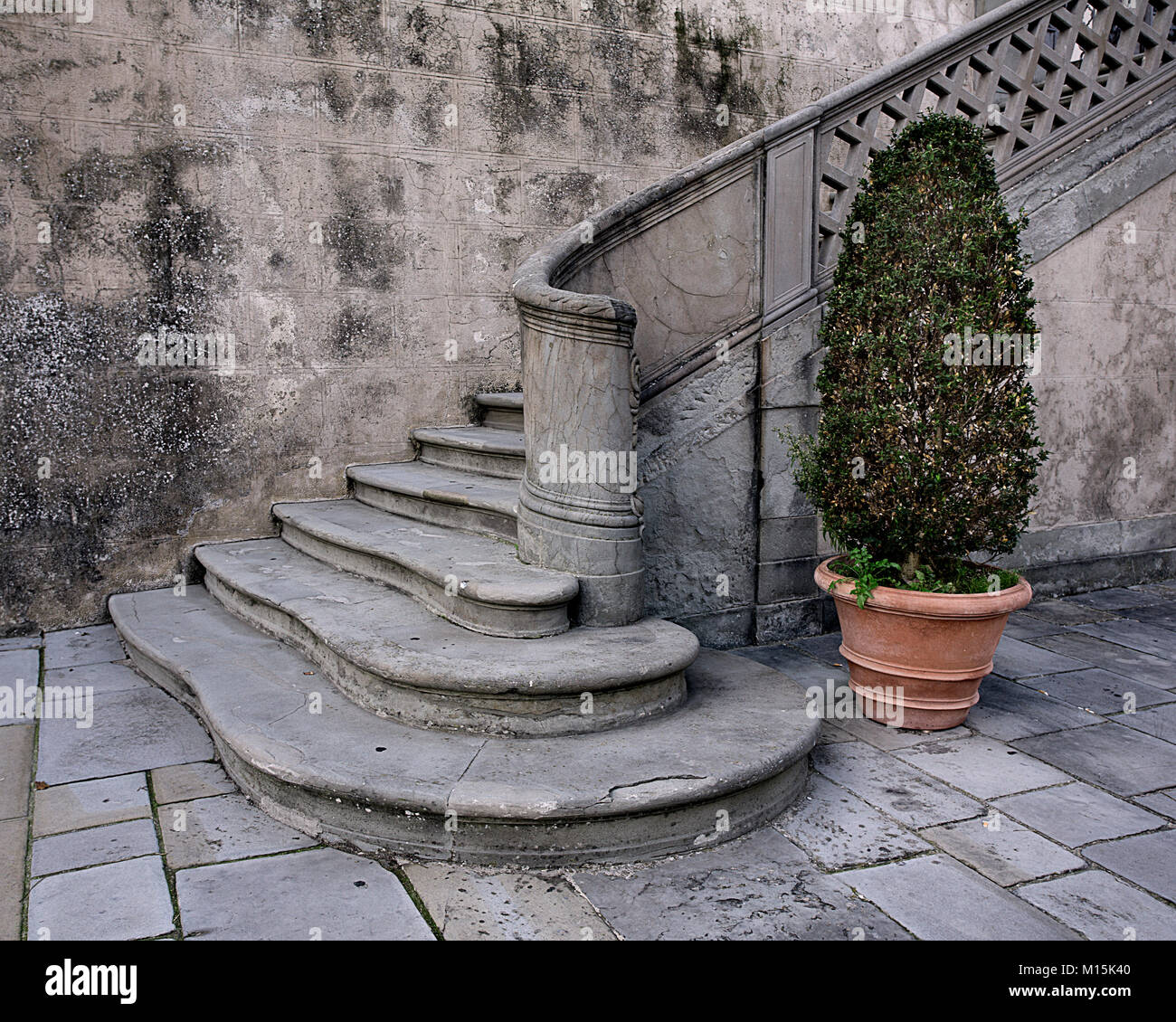 Small tree in a pot by stone steps in Florence, Italy Stock Photo - Alamy