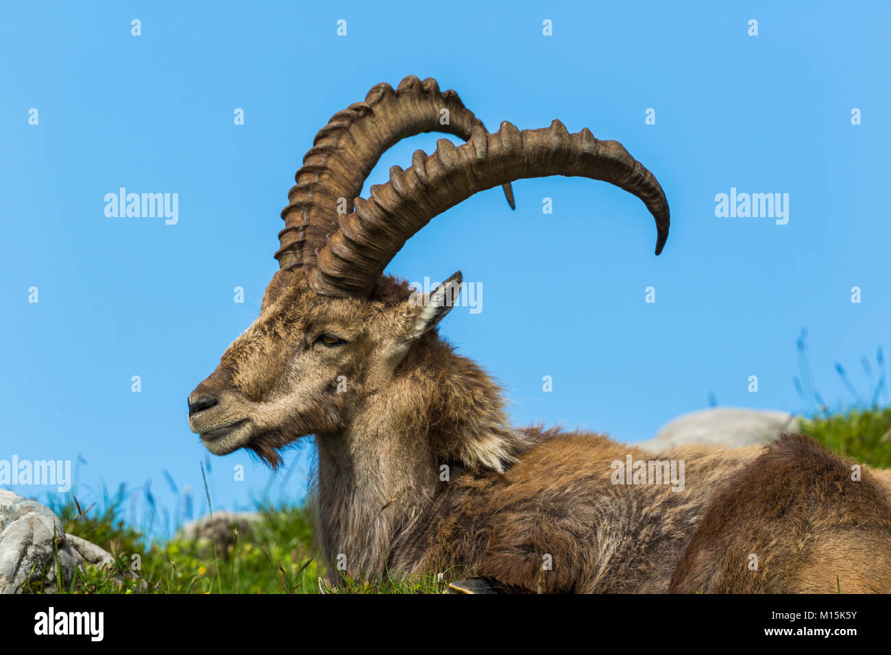 Ibex Side View