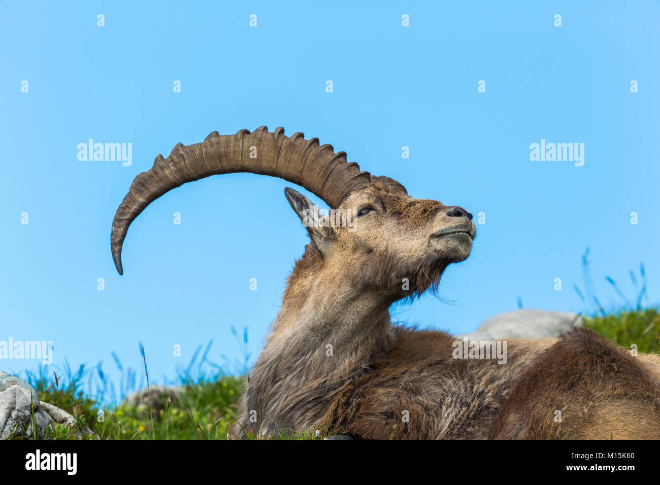side view portrait lying natural male alpine ibex capricorn, blue sky ...