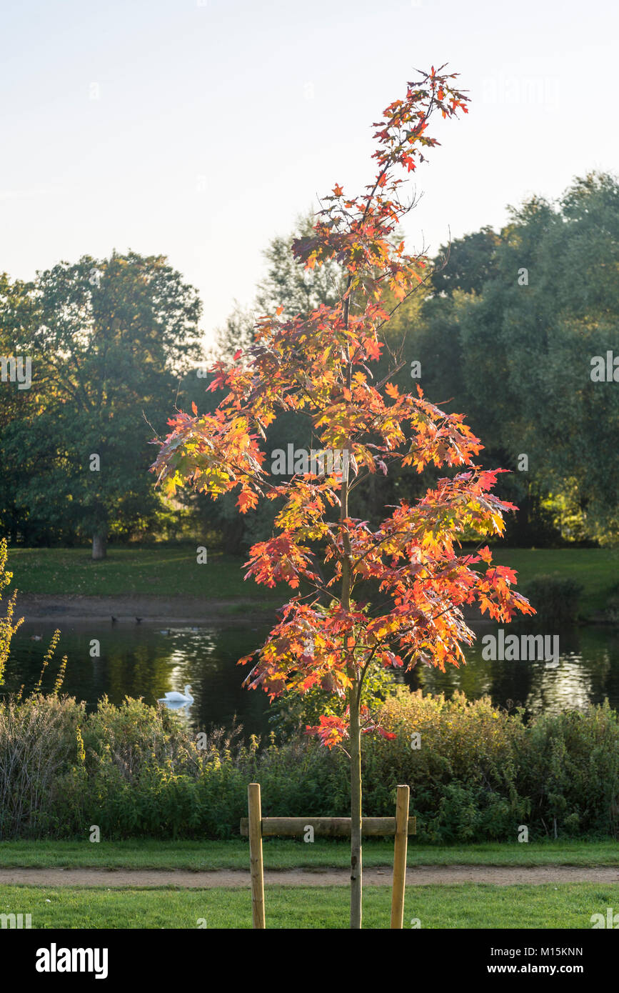 Early autumn tree, Hamptons, Richmond upon Thames, Surrey, England, UK ...