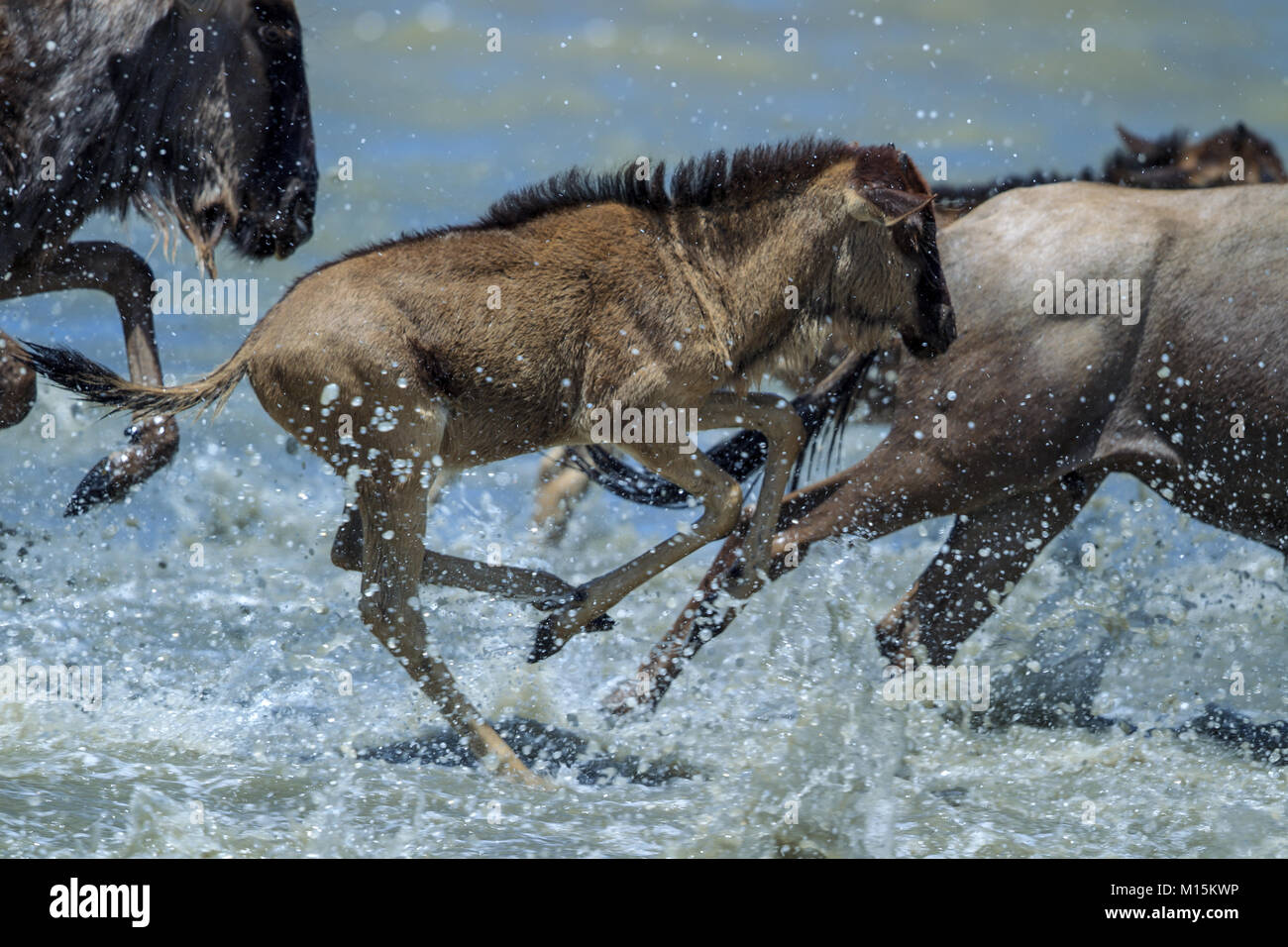 A Wildebeest calf crossing the river in the Serengeti, Tanzania Stock ...