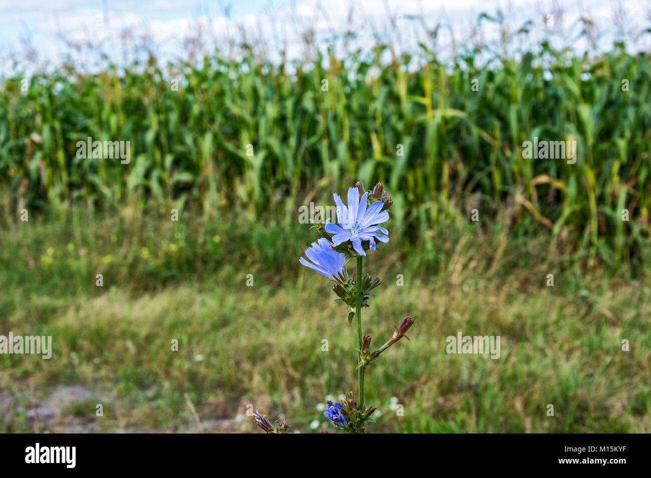 On blurred background of a corn field growing blue flowered chicory ...