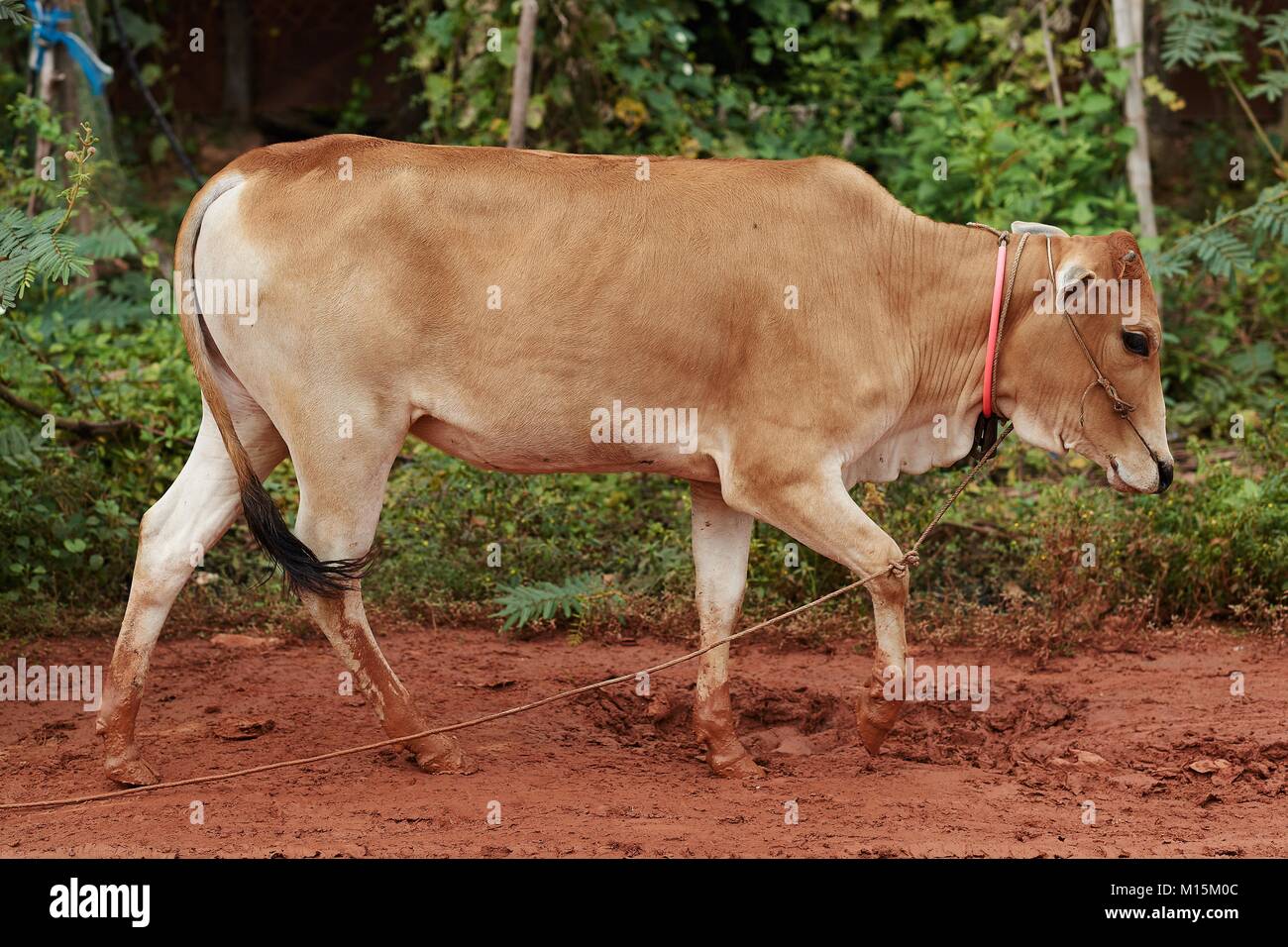 Cow, Krakor, Cambodia Stock Photo - Alamy
