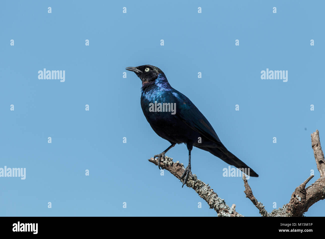 A Ruppell's glossy starling Stock Photo - Alamy