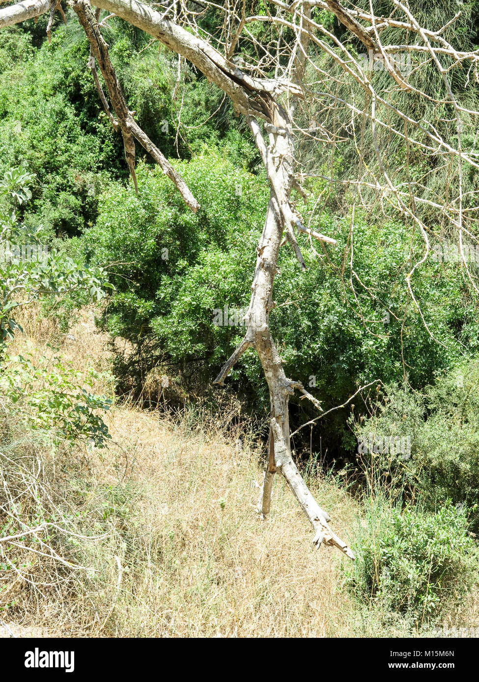 Pine tree forest. Photographed in Israel Stock Photo - Alamy