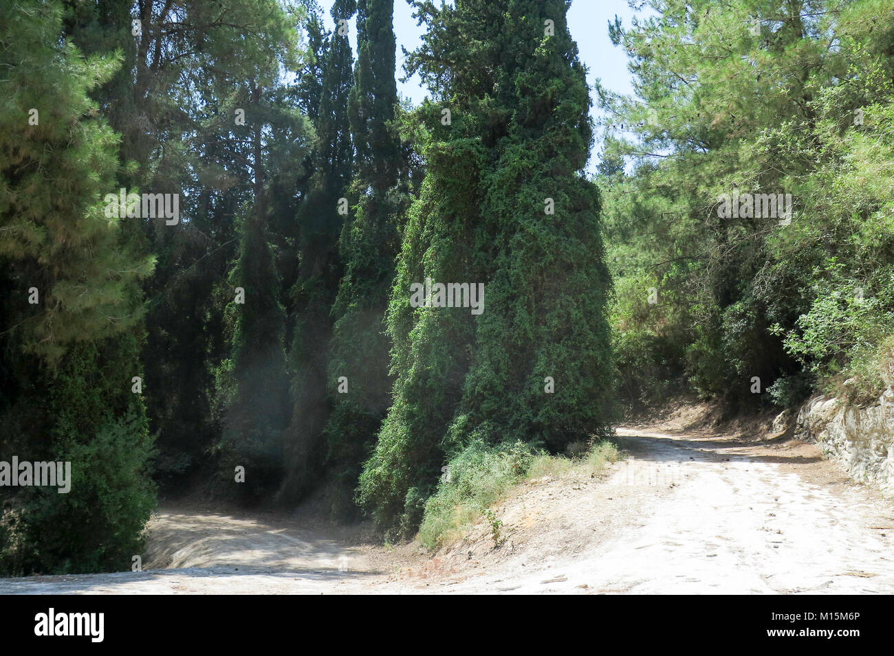 Cypress trees forest, Israel Stock Photo - Alamy