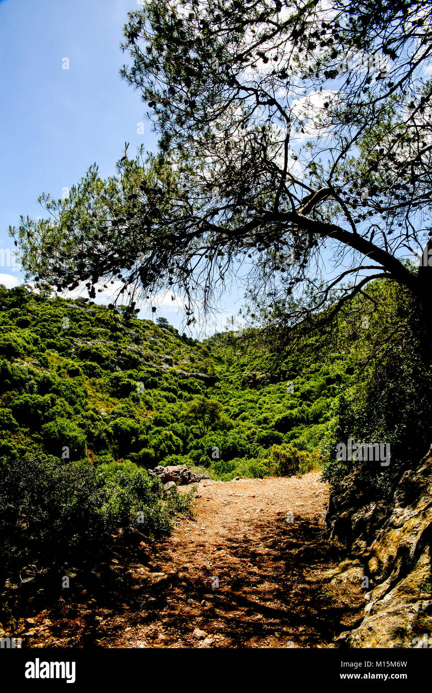 Pine tree forest. Photographed in Israel Stock Photo - Alamy