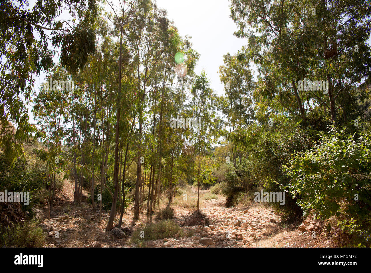 Israel landscape tree hi-res stock photography and images - Alamy