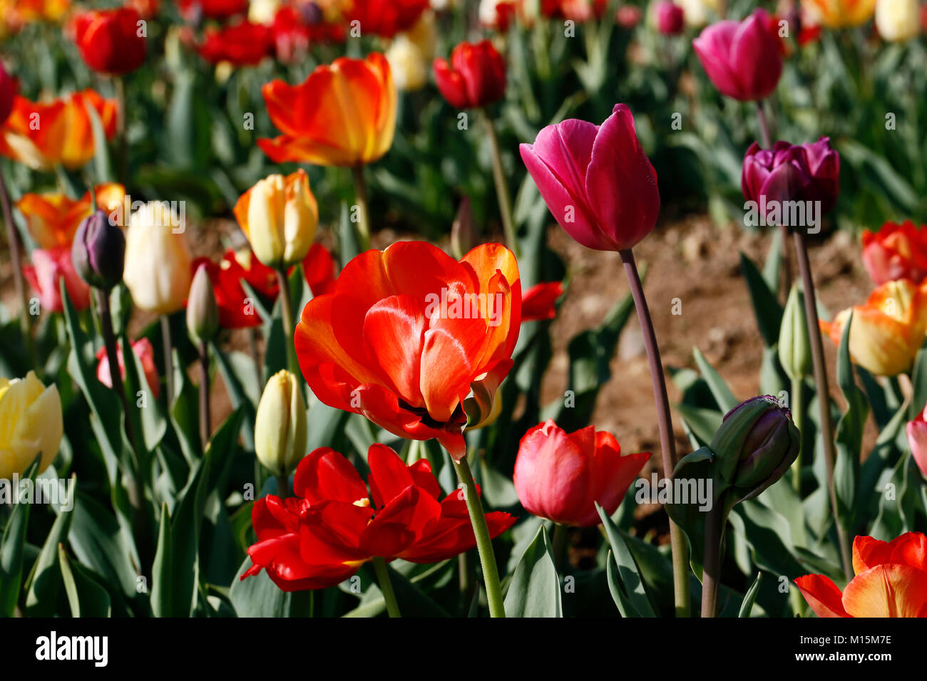 Tulip field in a sunny Spring morning Stock Photo - Alamy