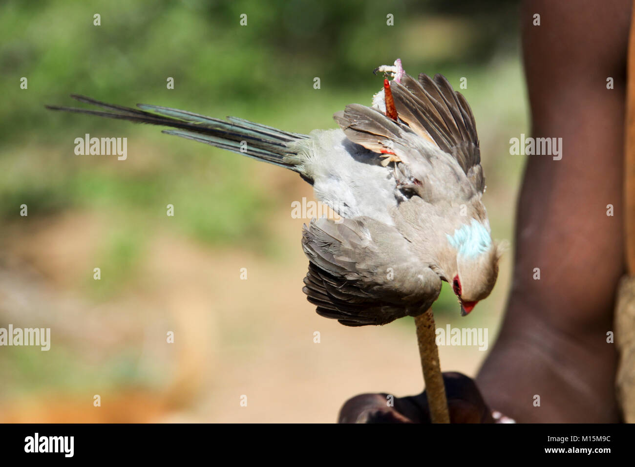 Hadza, or Hadzabe man hunting with bow and arrow Photographed at Lake ...