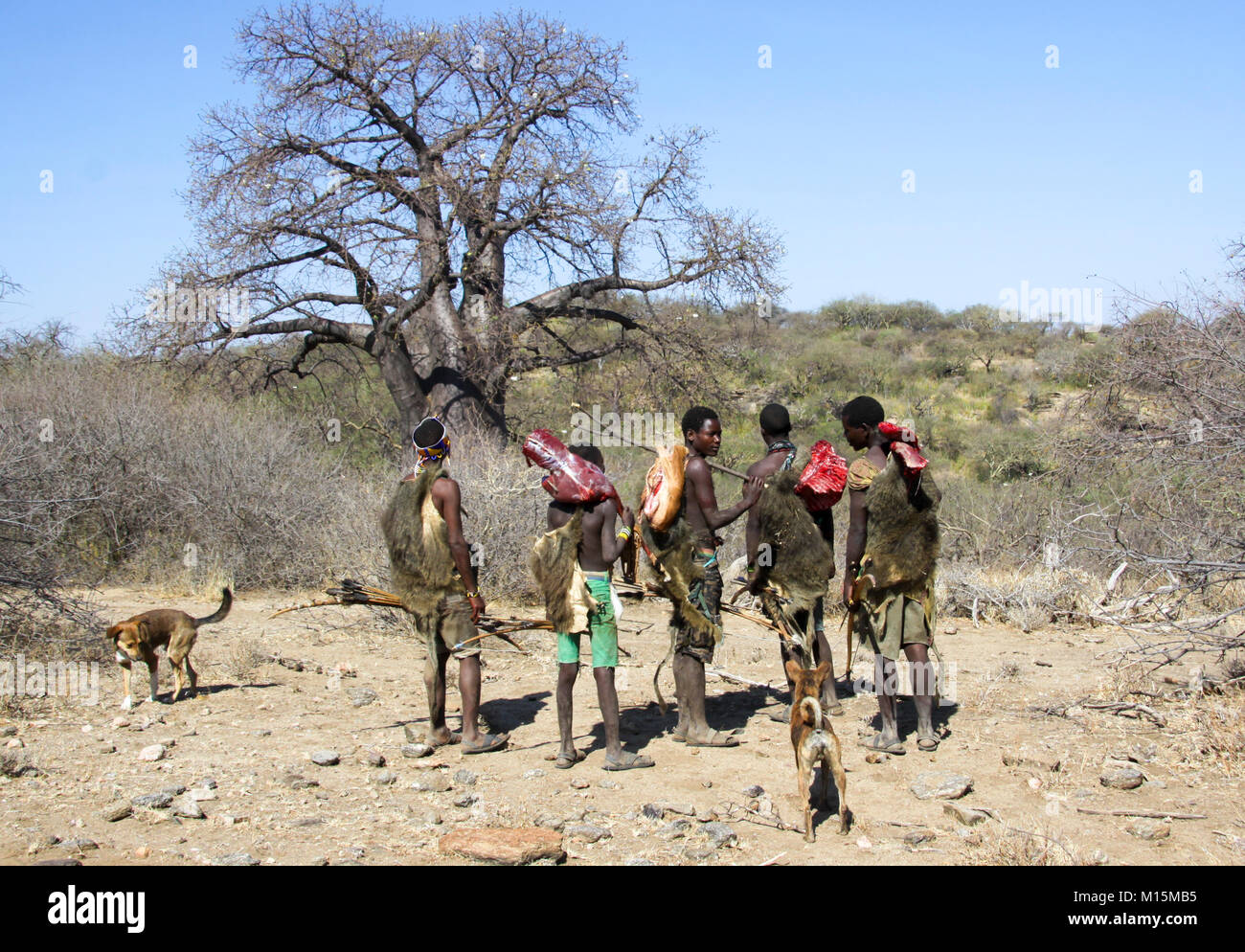 Hadza (or Hadzabe) Hunting party going to on a hunt. Photographed at ...