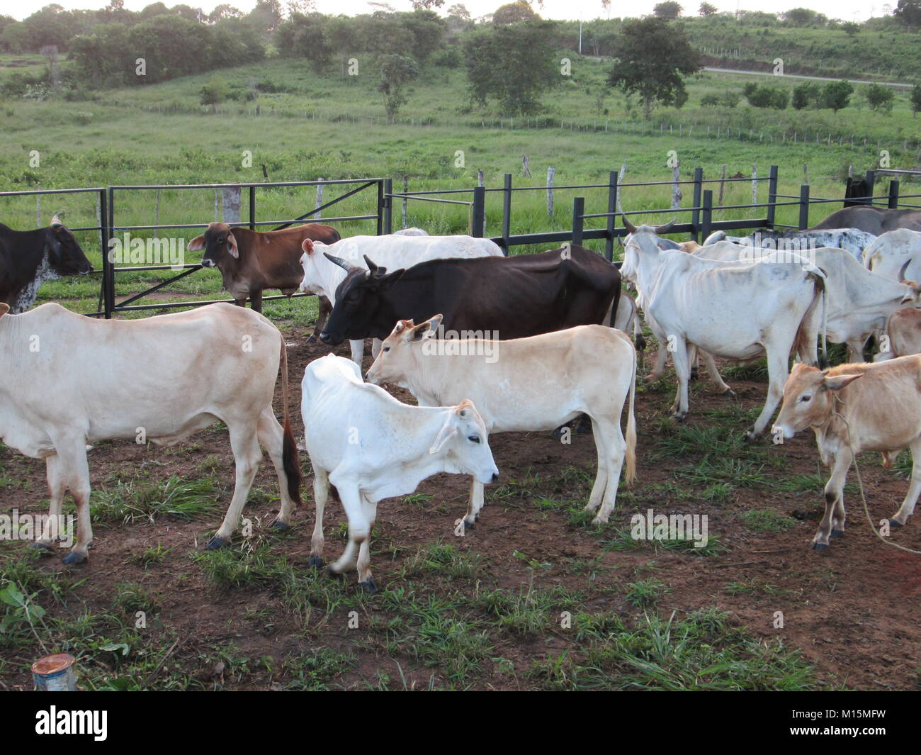 Venezuelan farm hi-res stock photography and images - Alamy