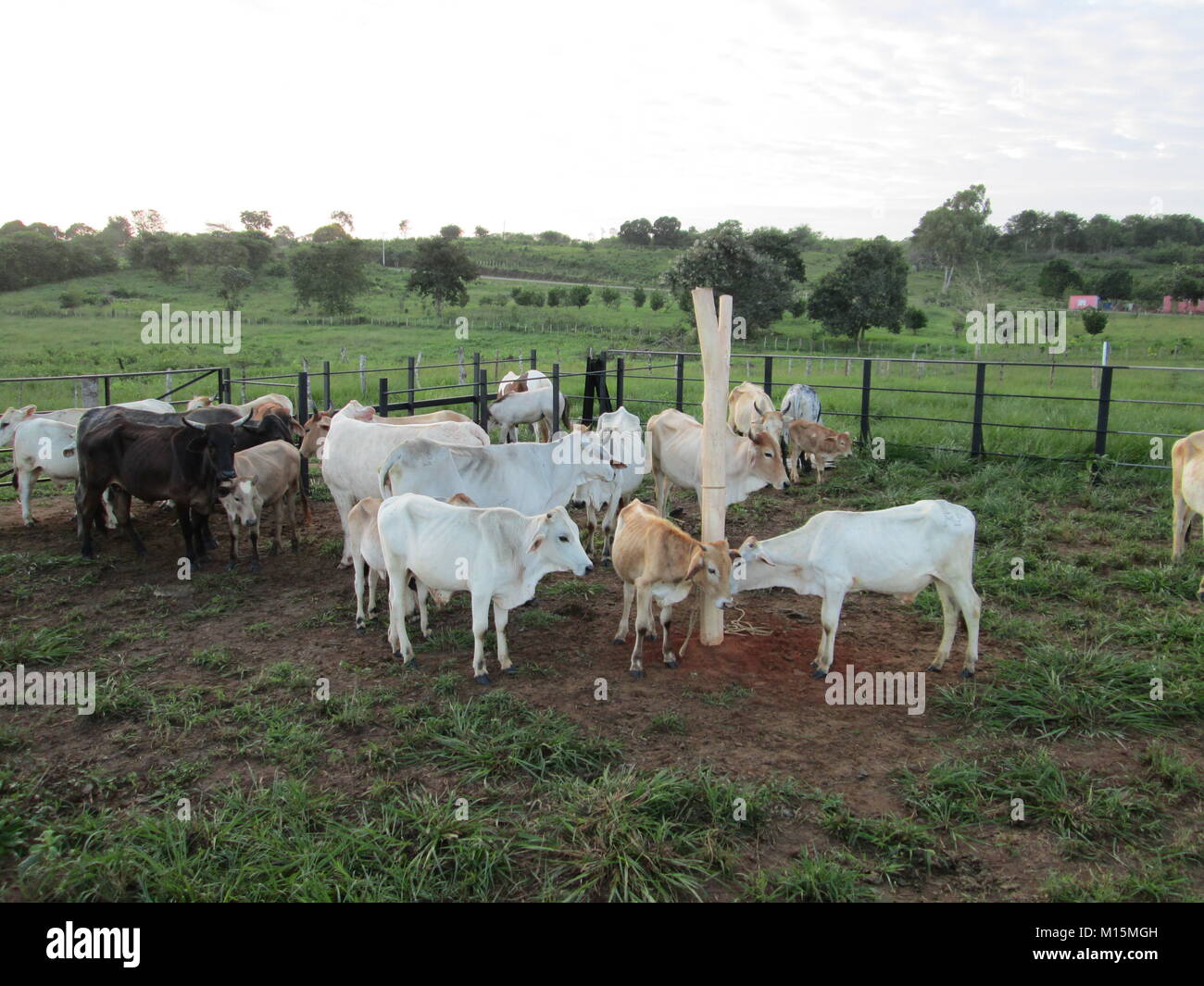 Cattle venezuela hi-res stock photography and images - Alamy