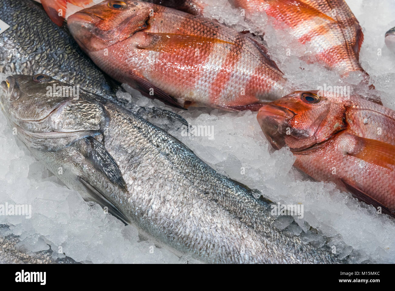 Palometa Fish High Resolution Stock Photography and Images - Alamy