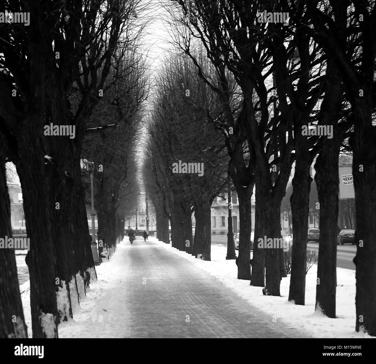 Photo landscape black and white alley with trees in winter Stock Photo ...