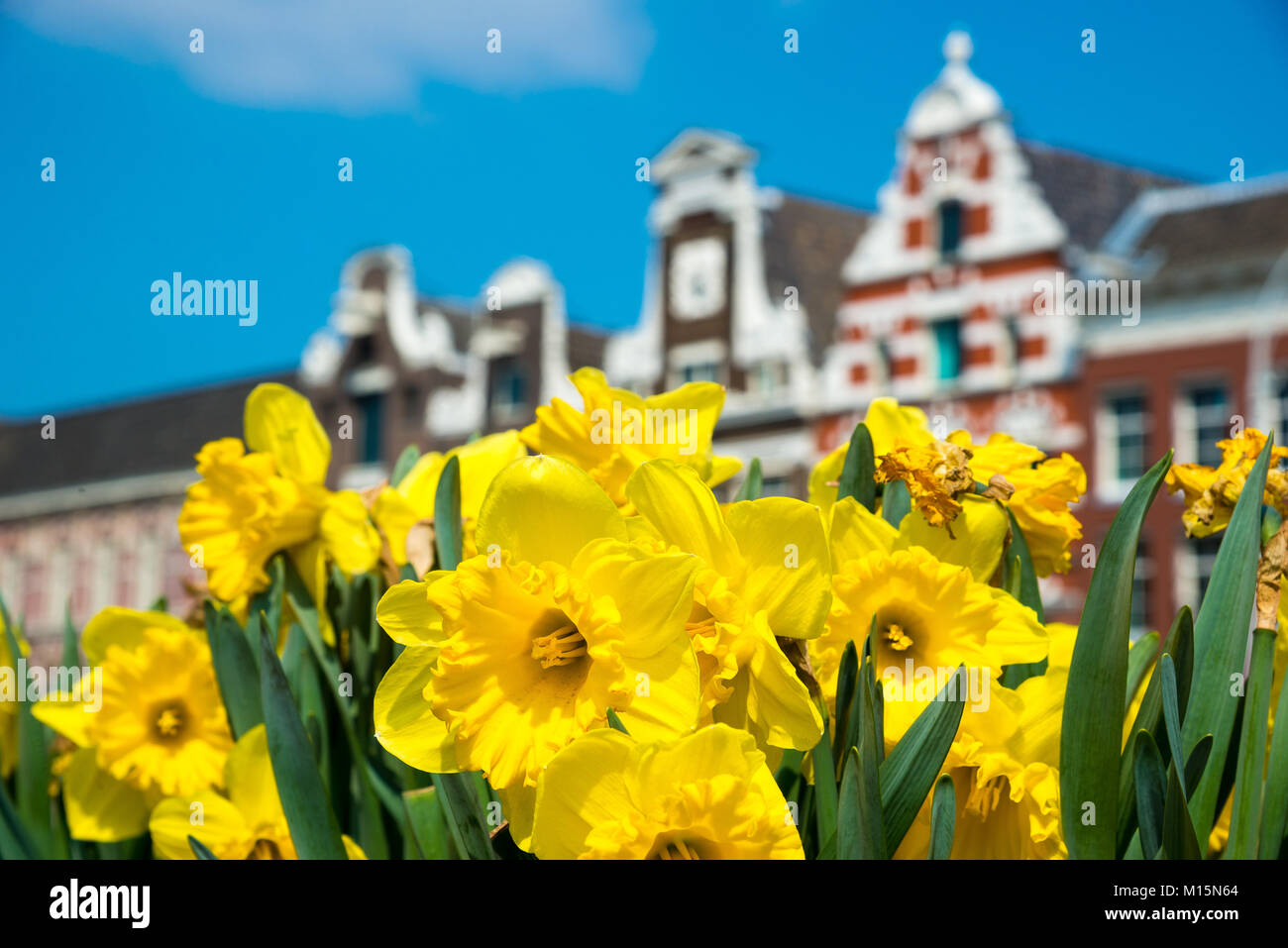 Traditional famous flowers hi-res stock photography and images - Alamy
