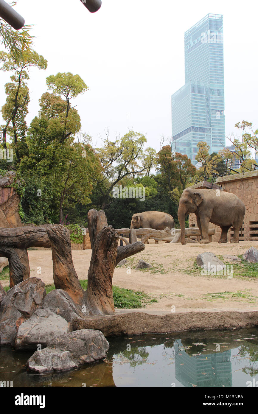 Elephants in a zoo in Osaka (Japan Stock Photo - Alamy