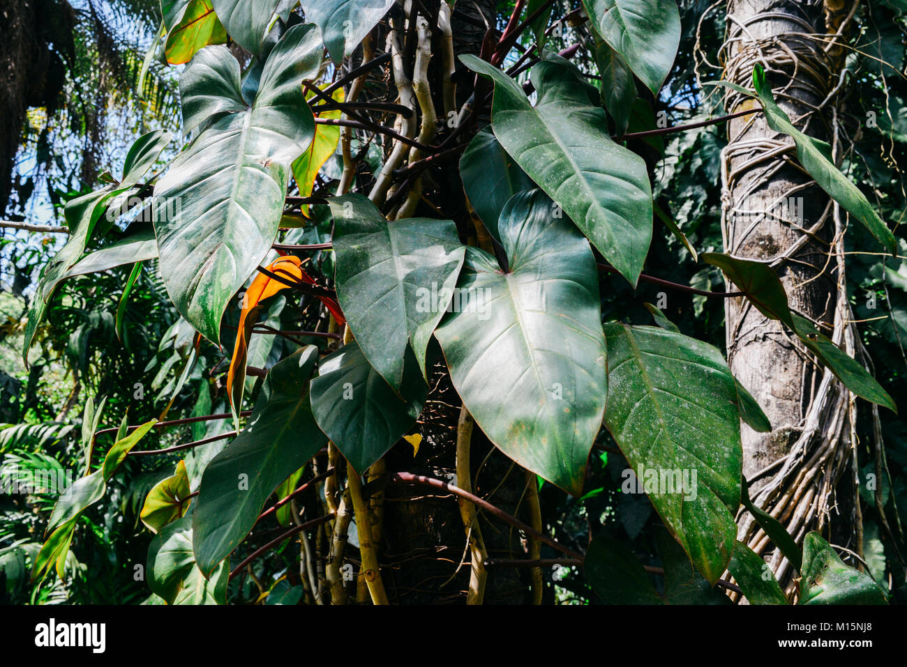Philodendron is a large genus of flowering plants in the Araceae family ...