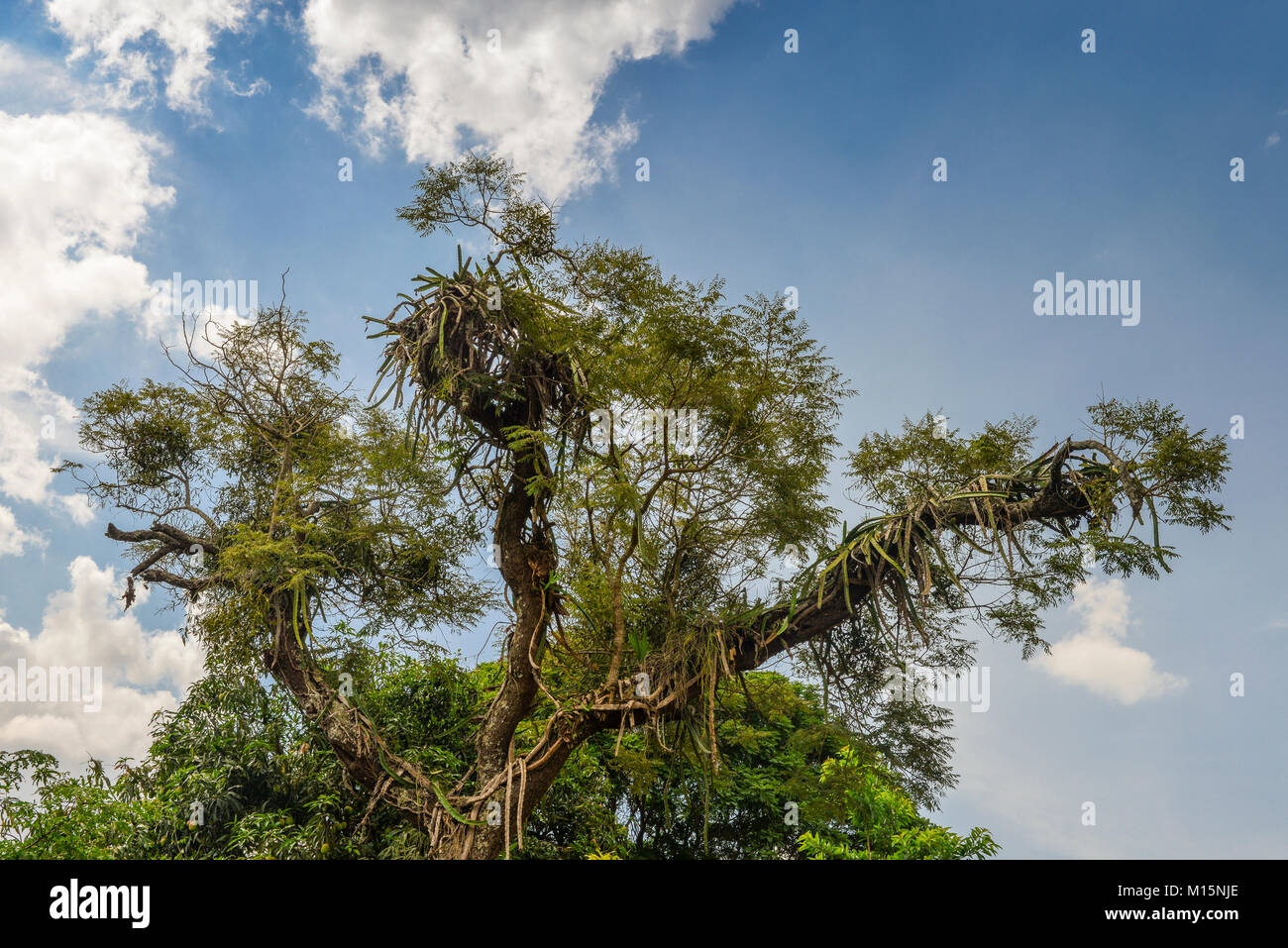 Vines on tropical tree trunk of massive rain forest tree, captured in ...
