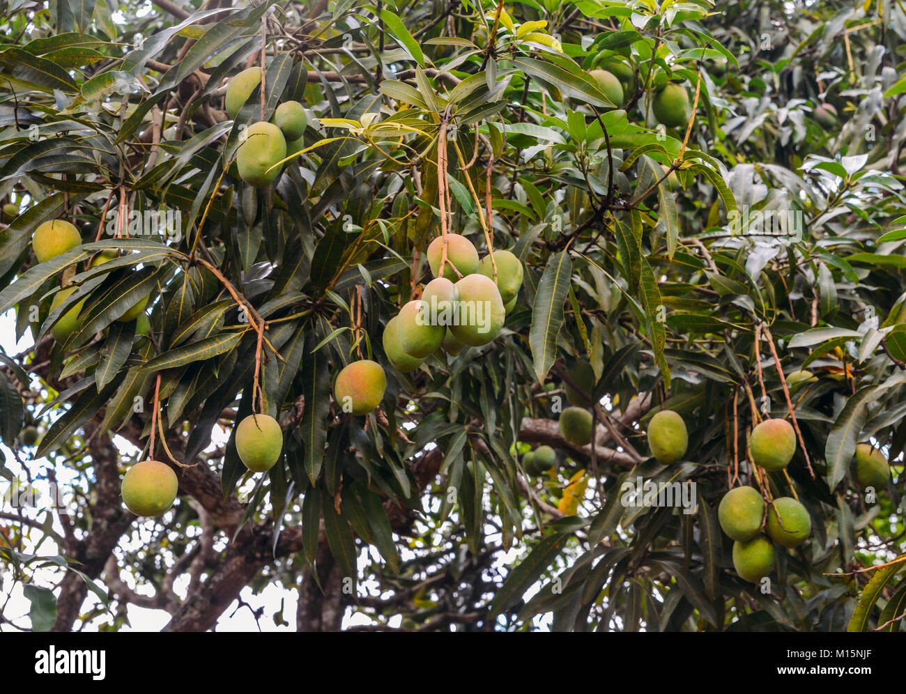 Unripe mangoes on a tree in Brazil, captured in Inhotim, Minas Gerais ...