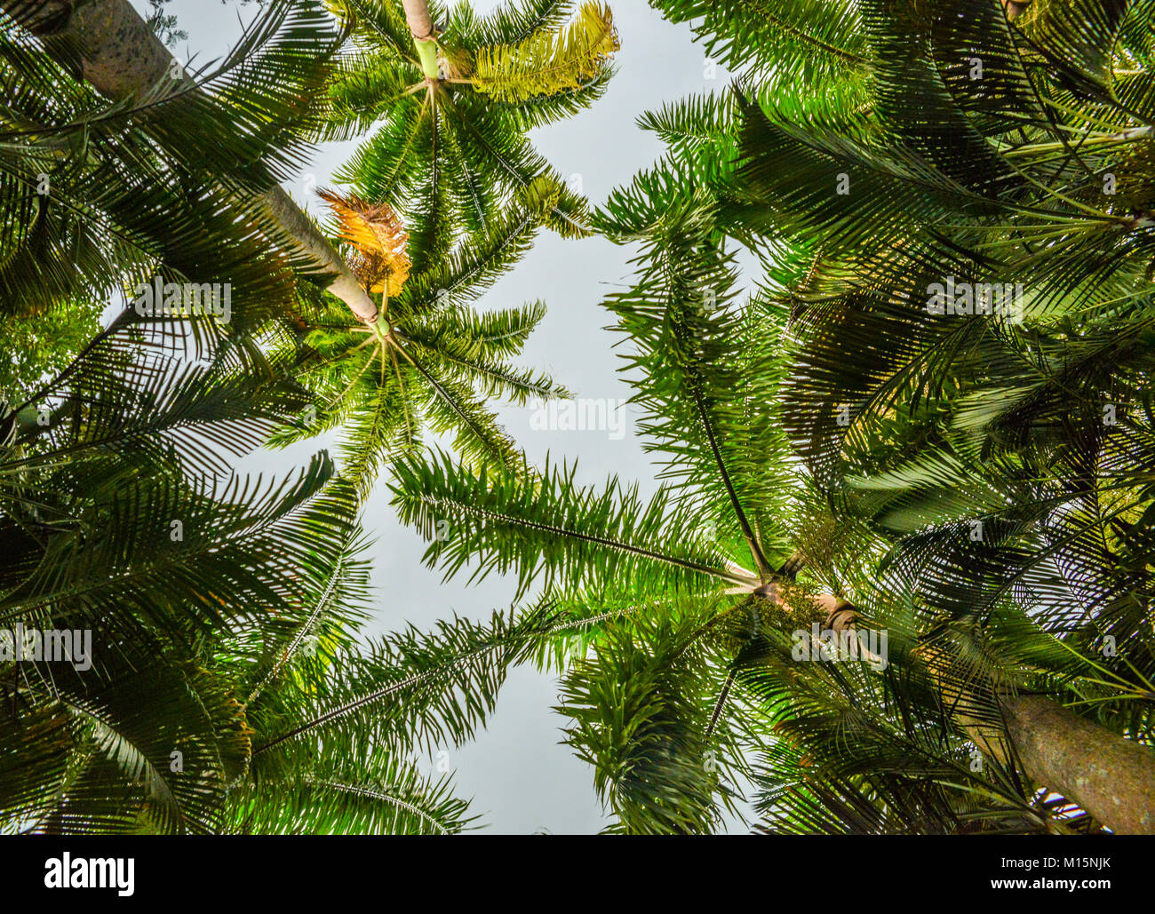 Looking up perspective of palm trees and blue sky, wallpaper concept ...