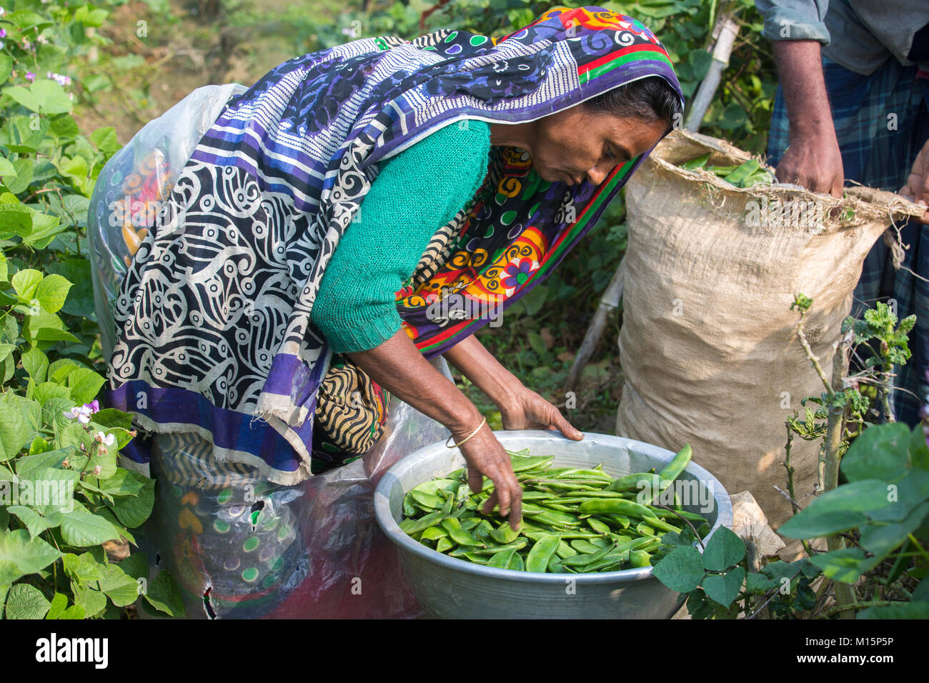 Two woman loading fresh board bean (Sheem) at Jessore, Bangladesh Stock ...