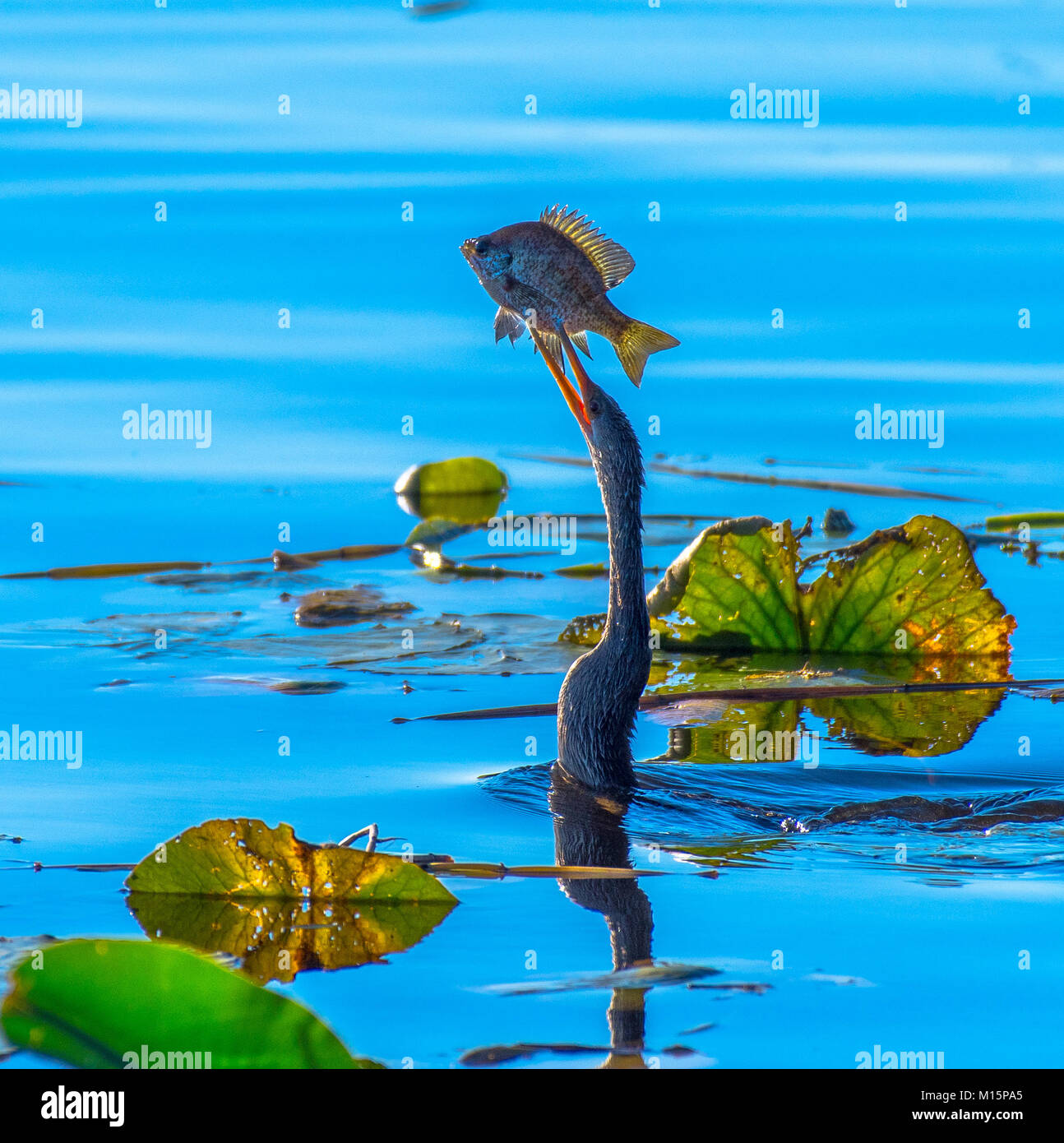 Anhinga with Fish Stock Photo - Alamy