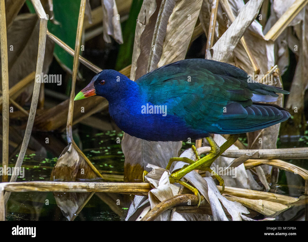 Galinule hi-res stock photography and images - Alamy