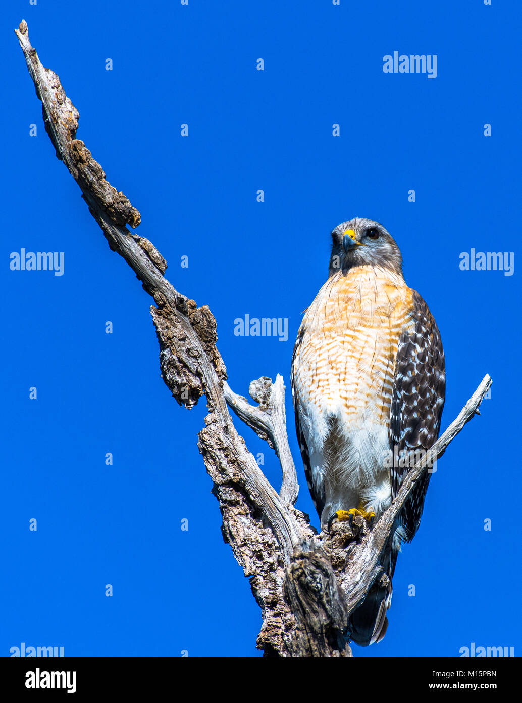 Red Shouldered Hawk Stock Photo - Alamy