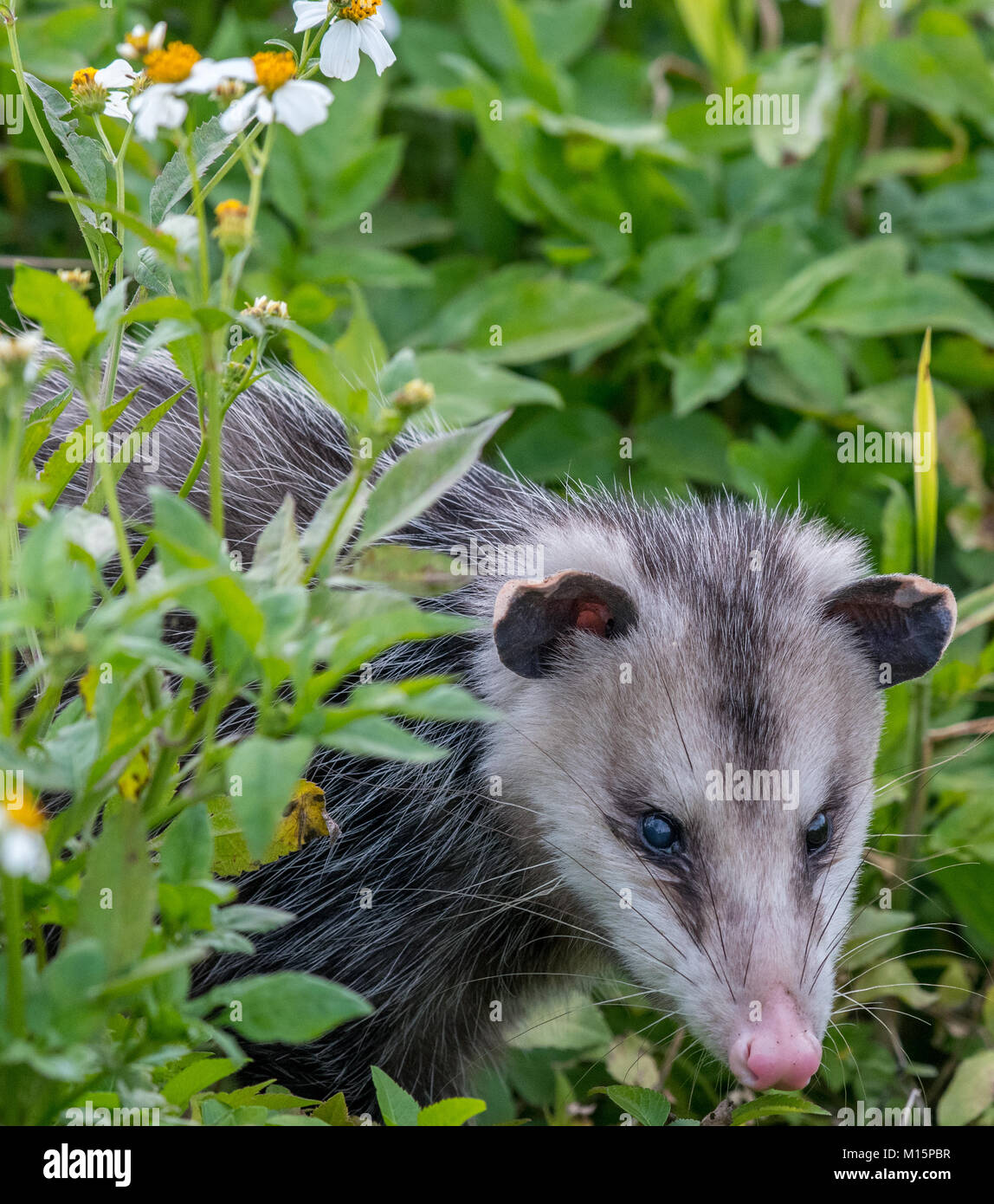 Female opossum hi-res stock photography and images - Alamy