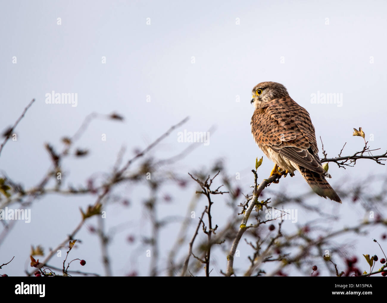 Kestrel Bird of prey Hunting, Oxfordshire, UK Stock Photo - Alamy