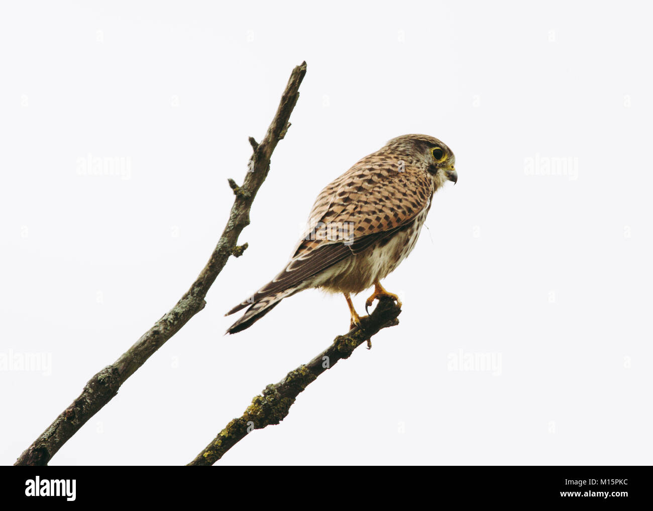 Kestrel Bird of prey Hunting, Oxfordshire, UK Stock Photo - Alamy